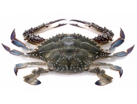 꽃게(절단/3L/중국산)450g | 식봄