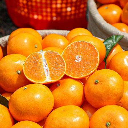 넉넉 제주 귤 감귤 조생귤 중대과(L-3L) 3kg(실중량) | 식봄